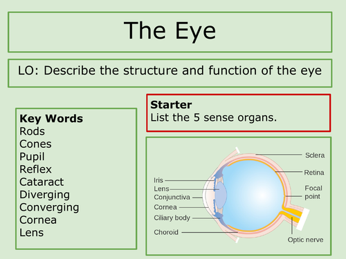 The Eye for GCSE Biology | Teaching Resources