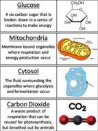 Cellular Respiration Word Wall Cards | Teaching Resources