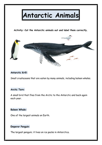 Exploring Antarctica + Emperor Penguins | Teaching Resources