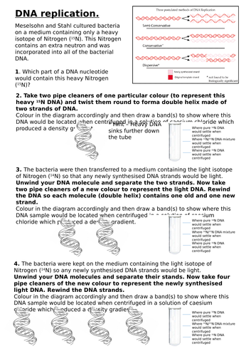 Semi-Conservative DNA replicatiyon A Level activity - pipe cleaners ...