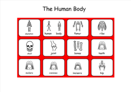 The Human Body - Facial features, Organs, Skeleton - 3 Symbol Sheets ...