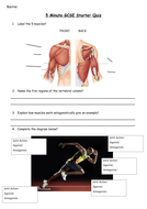 starter task - GCSE PE - Muscles - Edexcel - Quiz | Teaching Resources