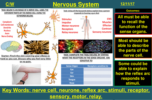 Nervous System & Reflex Arc | AQA B2 4.5 | New Spec 9-1 (2018 ...