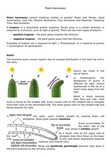 New GCSE Plant Hormone Comprehension | Teaching Resources