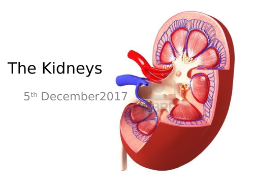 The Kidneys | Teaching Resources