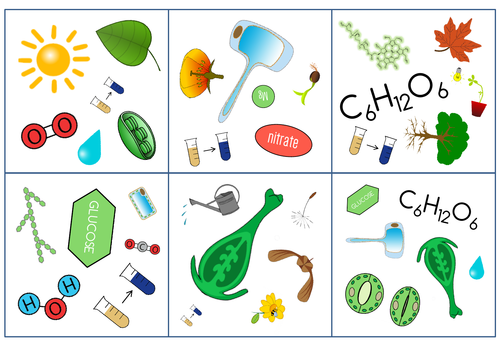 Photosynthesis - Card Game | Teaching Resources
