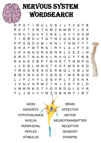 Biology word search Puzzle: The nervous system (Includes solution ...