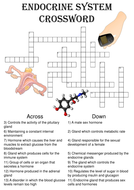 Biology Crossword Puzzle: The endocrine system (Includes answer key ...