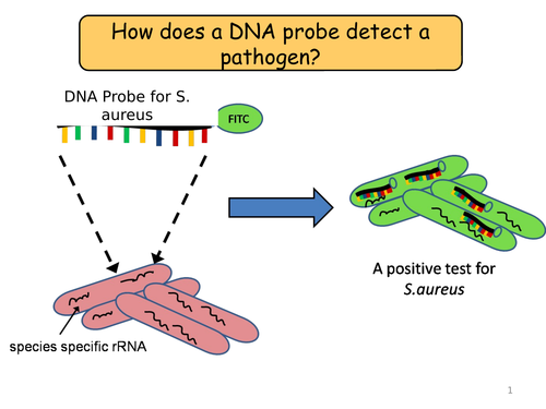 Manipulating Genomes NEW A-Level biology spec: DNA Sequencing; DNA ...