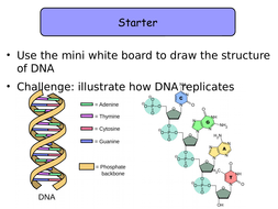 Manipulating Genomes NEW A-Level biology spec: DNA Sequencing; DNA ...