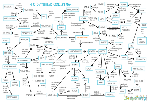 Photosynthesis - Concept map (KS4) | Teaching Resources