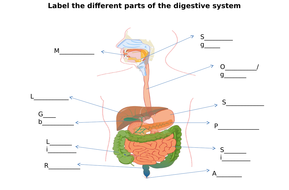 Digestive System Label Diagram Worksheets (Differentiated) by zmzb ...