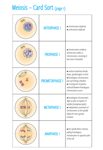 Mitosis and Meiosis - 4x Card Sort and Loop Game Activities | Teaching ...