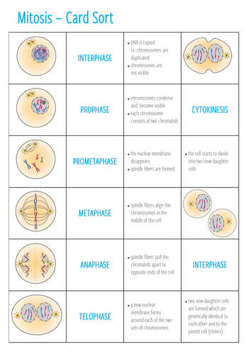 Mitosis and Meiosis - 4x Card Sort and Loop Game Activities | Teaching ...