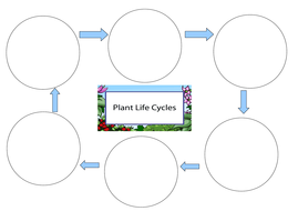 Flowering Plants Life Cycle complete lesson | Teaching Resources