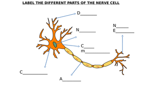 Nerve Cell & Nervous System Diagram Label Worksheets (Differentiated ...