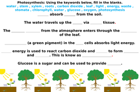 Photosynthesis Fill in the Blanks Worksheets (Differentiated) by zmzb ...