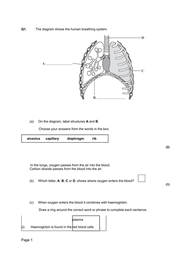 NEW GCSE Biology - B4 Organisation in Animals and Plants | Teaching ...