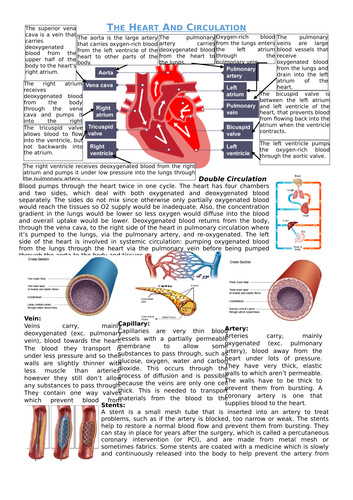 The Heart and Circulation System - Poster | Teaching Resources