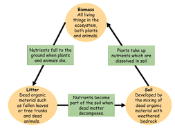Tropical Rainforests Characteristics | Teaching Resources