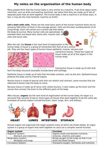 Differentiated Body Systems Levels of Organisation lesson - cells ...