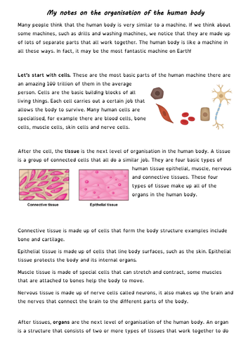 Differentiated Body Systems Levels of Organisation lesson - cells ...