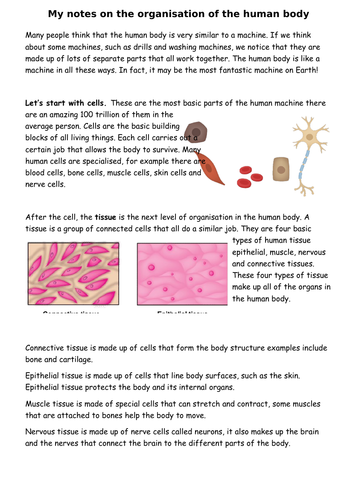 Differentiated Body Systems Levels of Organisation lesson - cells ...