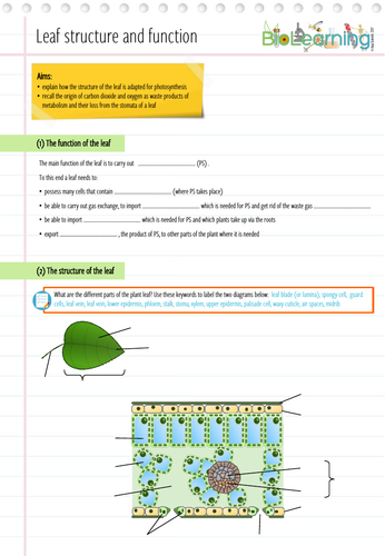 Leaf Structure - Worksheet (KS3/KS4) | Teaching Resources
