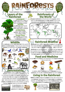 Rainforests Factsheet/Poster | Teaching Resources
