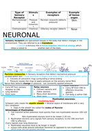 A Level Biology OCR: Neuronal Communication | Teaching Resources