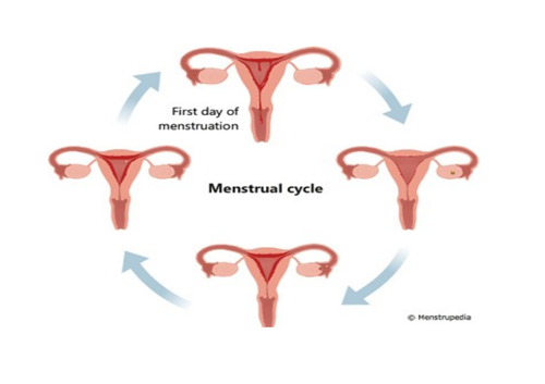 KS3 Human Reproduction including puberty, menstrual cycle and pregnancy ...