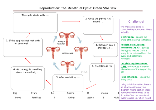 Menstrual Cycle | Teaching Resources
