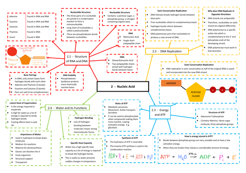 Complete Biology Revision Mind Map Set - AQA AS/A Level Biology (7041/ ...