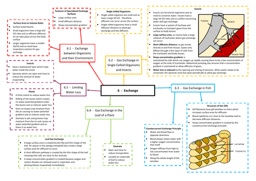 Exchange Revision Mind Map - AQA AS/A Level Biology (7401/7402 ...