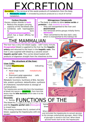 A-Level OCR Biology: Excretion and the Kidney | Teaching Resources