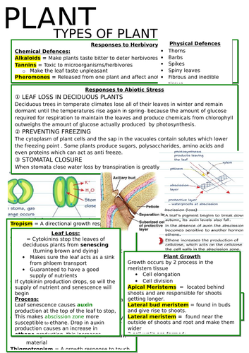 A-Level OCR Biology: Plant Responses | Teaching Resources