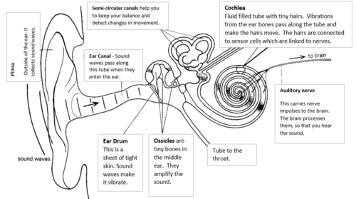 Sound - The Ear and Hearing -Jigsaw and Modelling activity ...