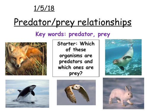 Year 7 Predator and prey relationships | Teaching Resources