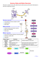 Sensory, Relay and Motor Neurons | Teaching Resources