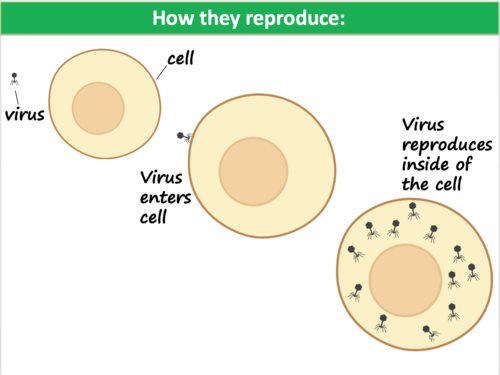 Pathogens and Disease | Teaching Resources