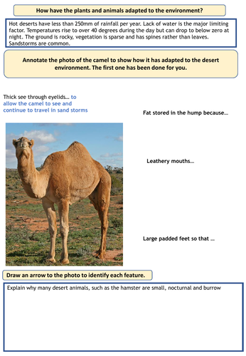 GCSE AQA 9-1 : The Living World , hot desert plant and animal ...