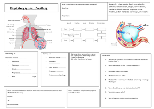 Respiratory system GCSE 9-1 | Teaching Resources