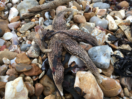 Dead Starfish on the Beach, Portsmouth, England | Teaching Resources