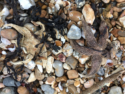 Dead Starfish on the Beach, Portsmouth, England | Teaching Resources