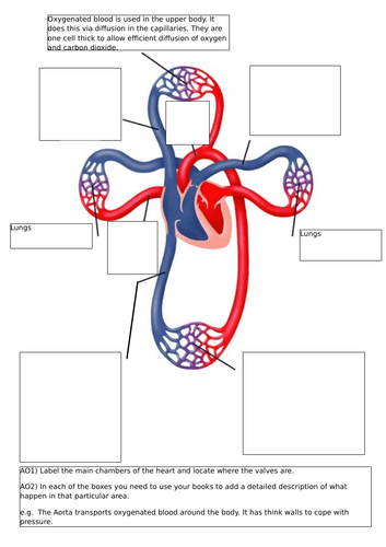 AQA GCSE PE (New Specification 2016) Chapter 1b: The Cardiovascular and ...