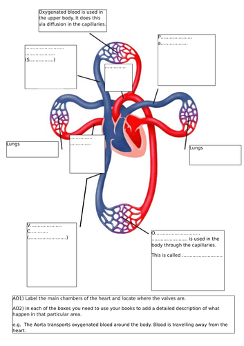 AQA GCSE PE (New Specification 2016) Chapter 1b: The Cardiovascular and ...