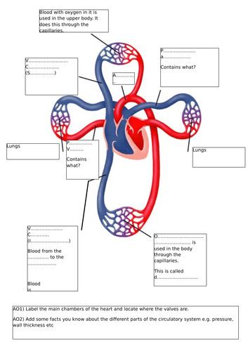 AQA GCSE PE (New Specification 2016) Chapter 1b: The Cardiovascular and ...