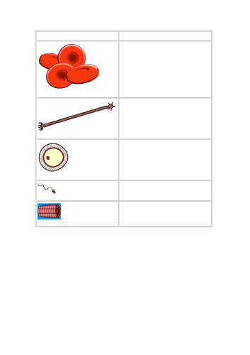 Biology Worksheet on Cells For Key Stage 3 | Teaching Resources