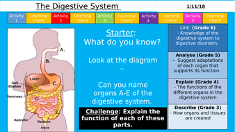 AQA (9-1) GCSE - The Digestive System (Organisation) | Teaching Resources