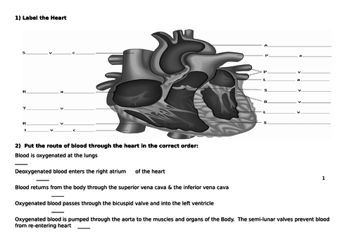 Complete lesson Resource for teaching the cardiovascular system (GCSE ...